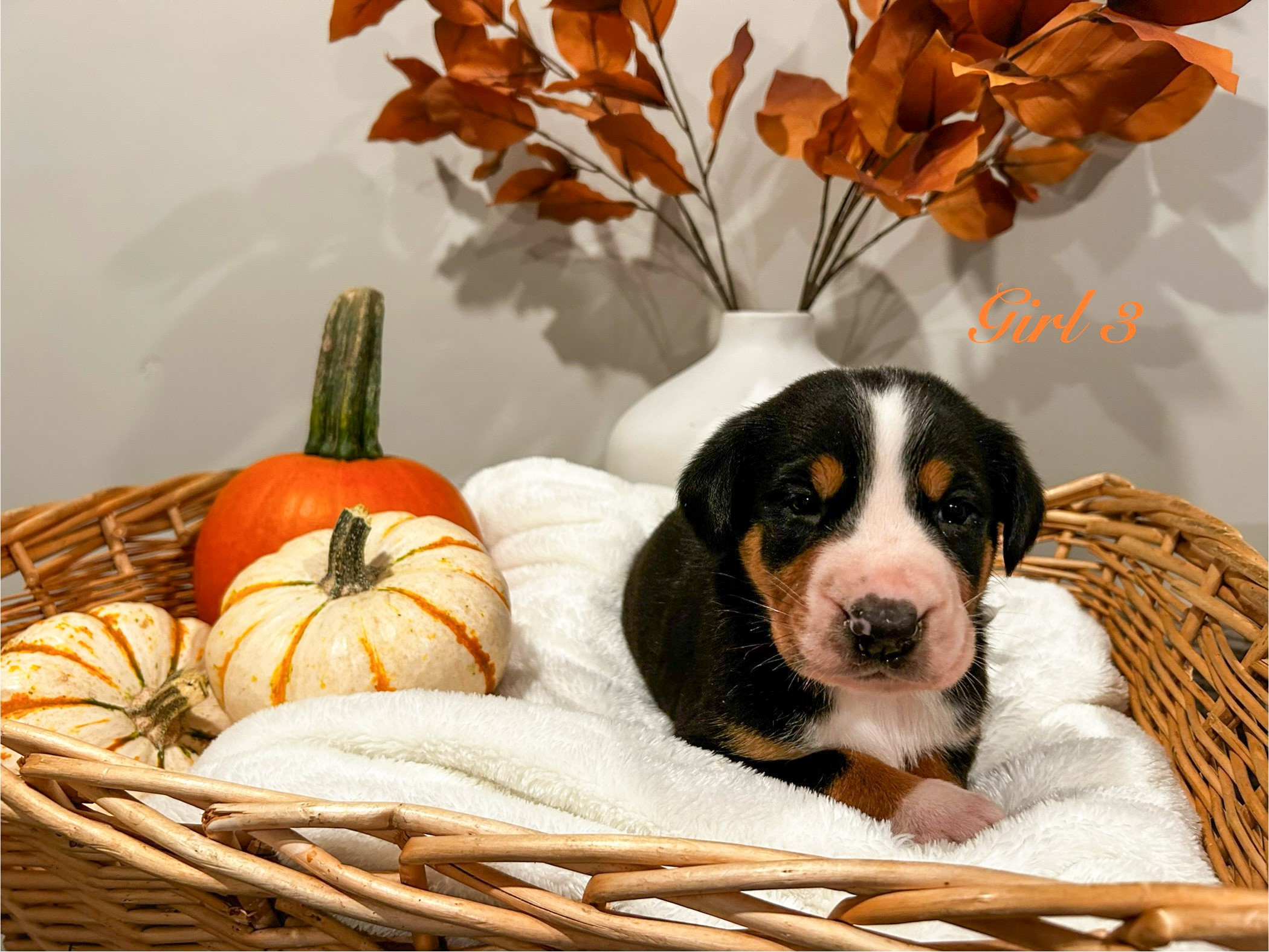 Greater Swiss Mountain and Bernese Mountain Puppies – Big Country Kennels