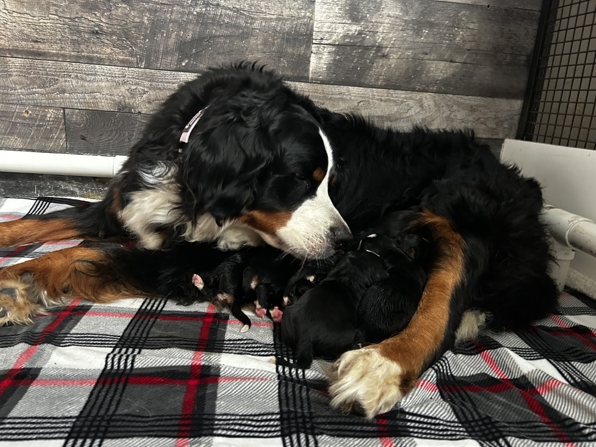 Big Country’s Bernese Mountain Dogs – Big Country Kennels