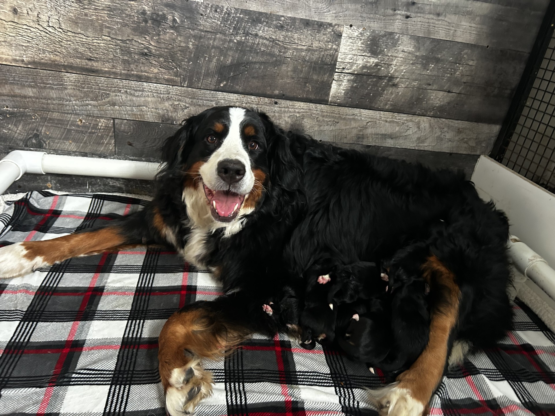 Big Country’s Bernese Mountain Dogs – Big Country Kennels