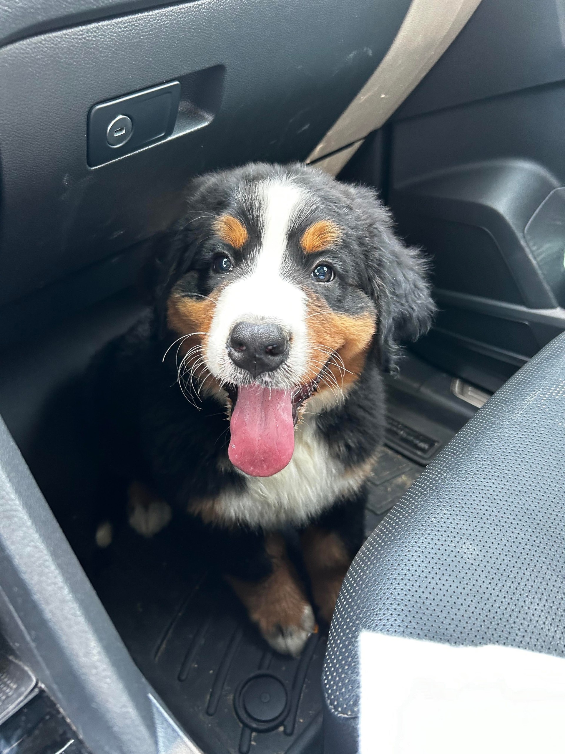 Big Country’s Bernese Mountain Dogs – Big Country Kennels